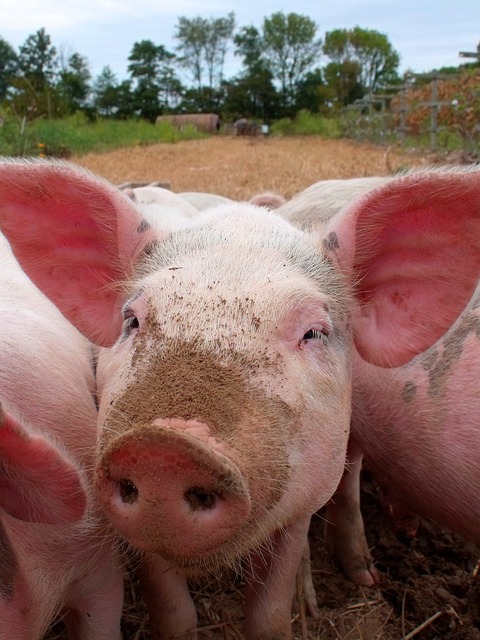 Autistic Boy with Pig is Favorite at Weber County 4-H Fair - Autism ...